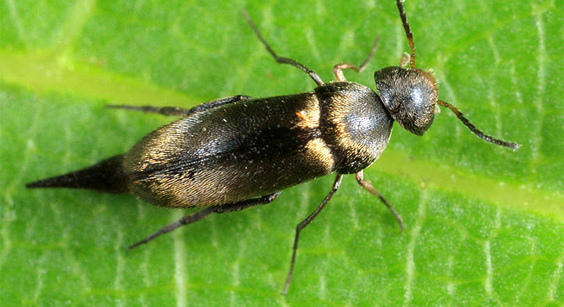 Getting a kick out of the tumbling flower beetle means you've caused ...