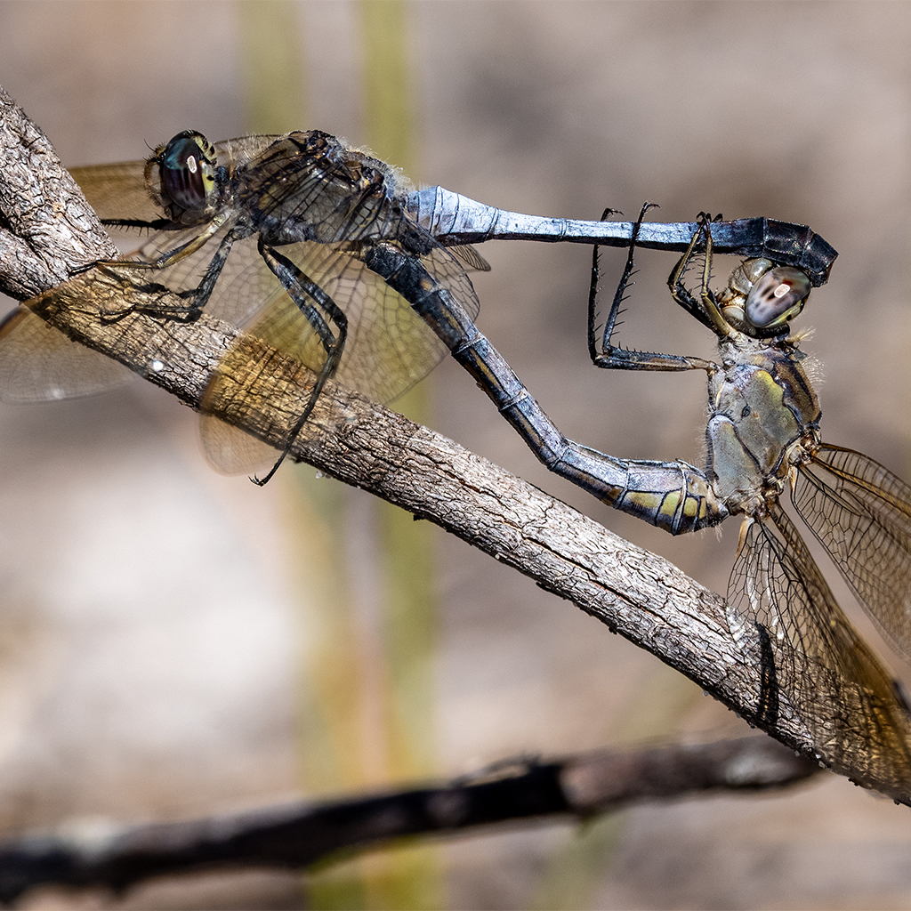 Eastern amberwing dragonfly wings, eyes, sex: They're all as fascinating as the creatures in ...