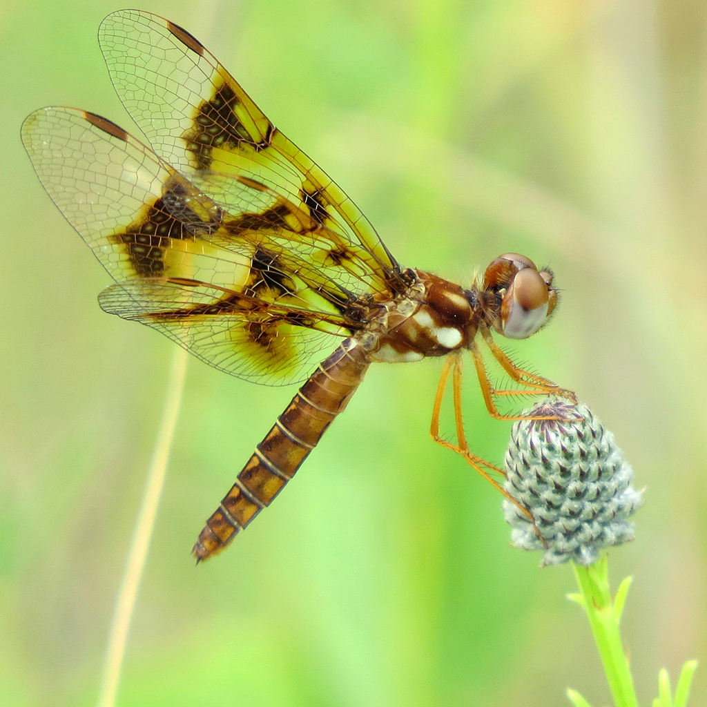 Eastern amberwing dragonfly wings, eyes, sex: They're all as ...