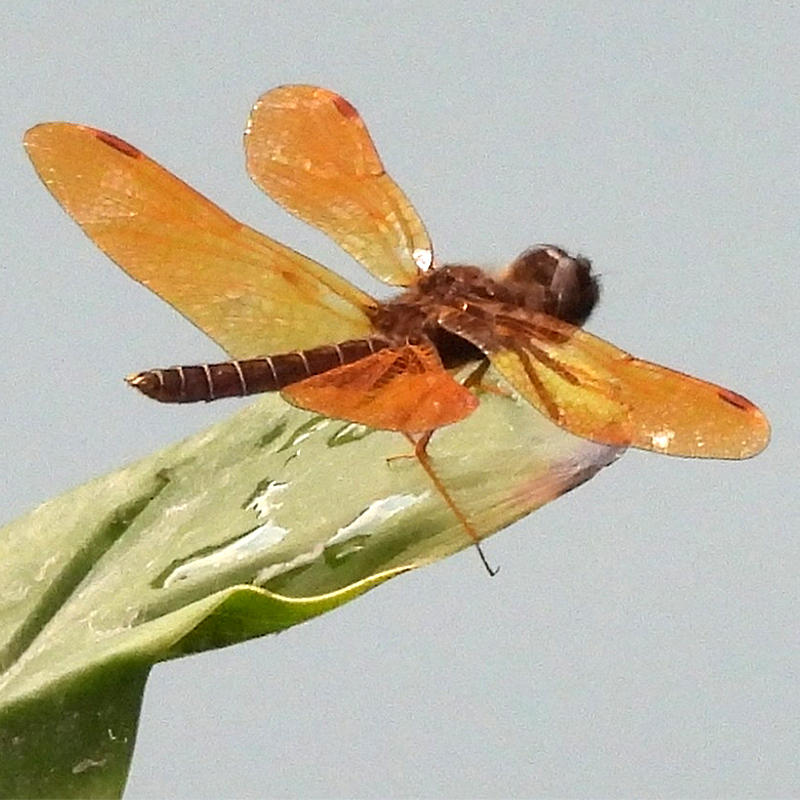 Eastern amberwing dragonfly wings, eyes, sex: They're all as ...
