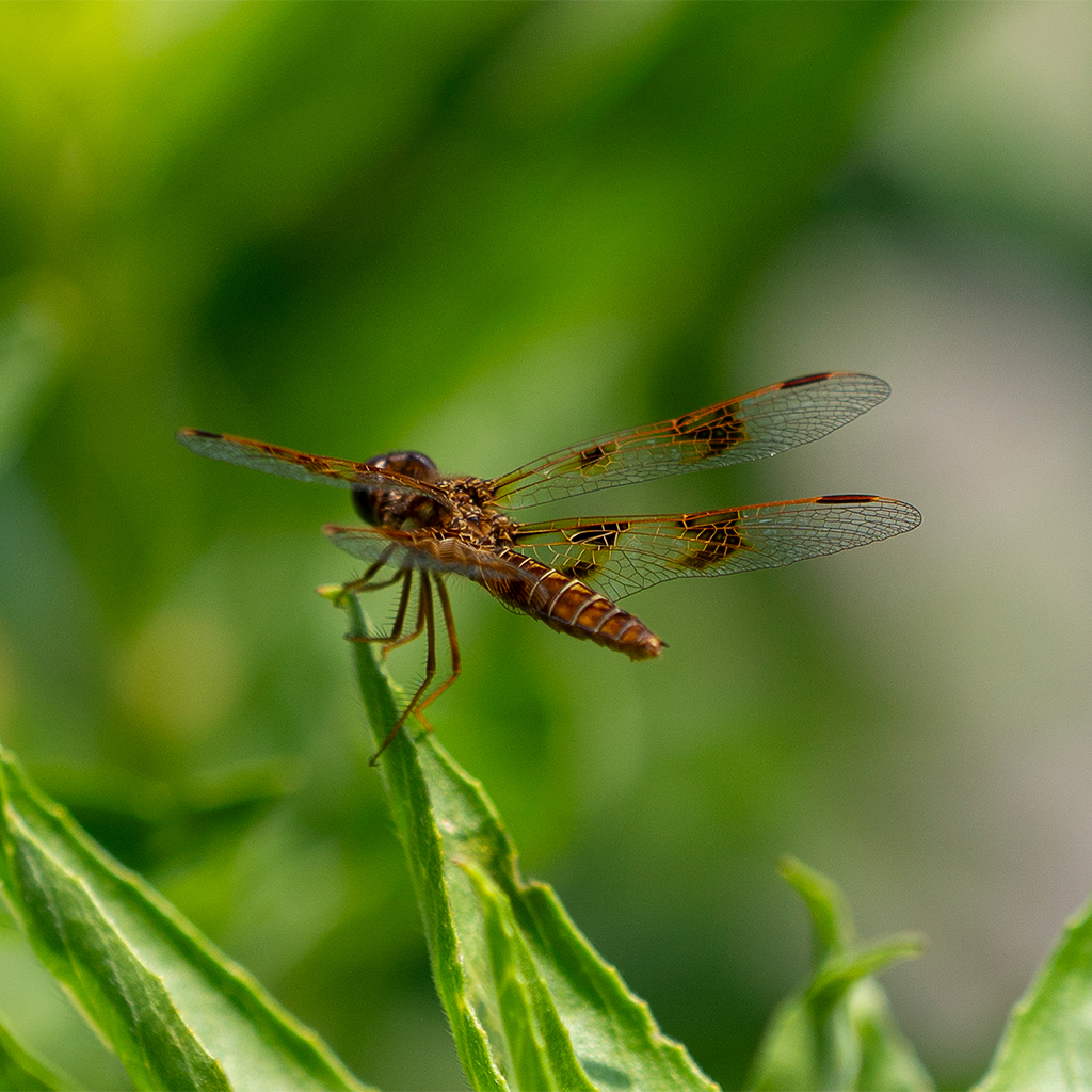Eastern amberwing dragonfly wings, eyes, sex: They're all as fascinating as the creatures in ...