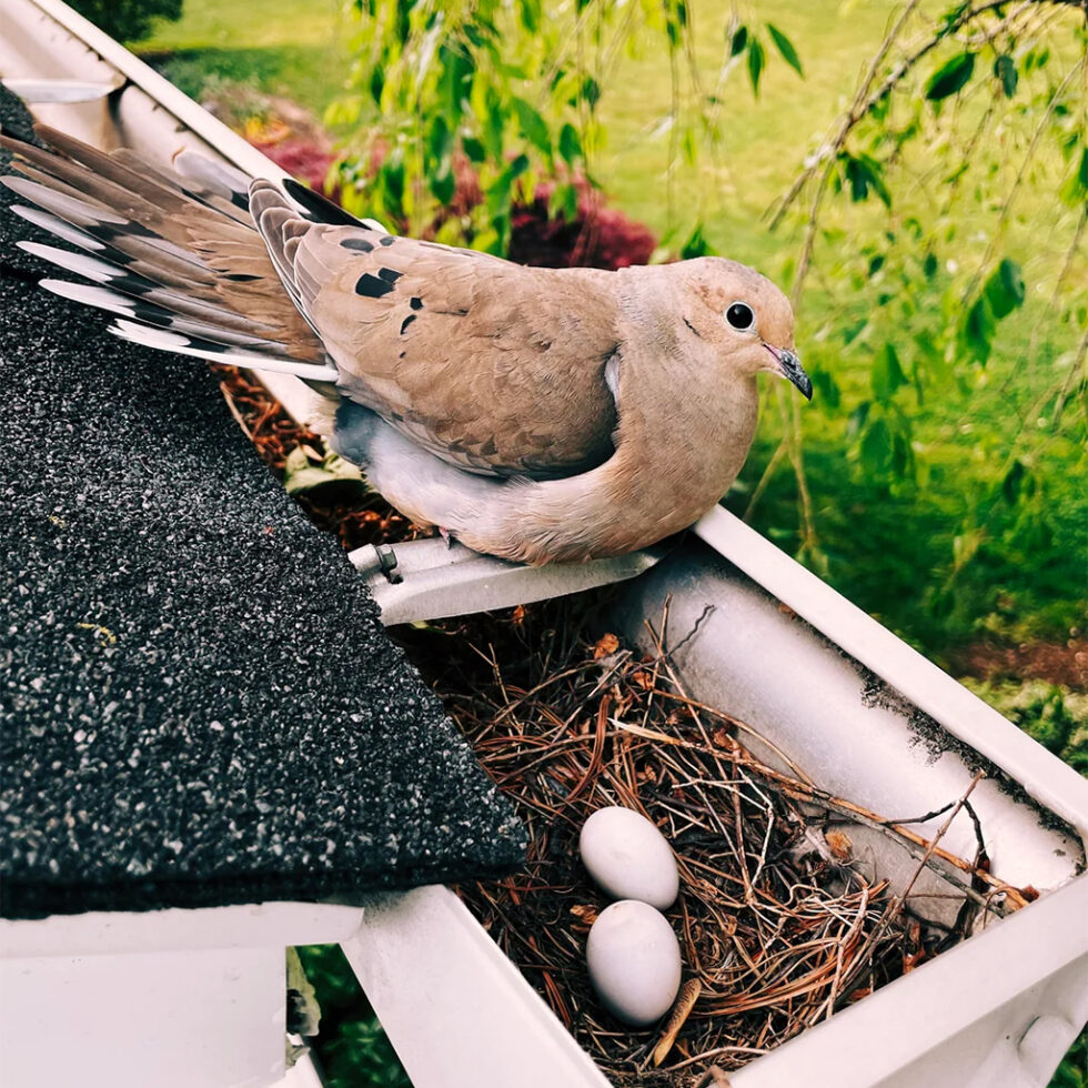 Mourning doves focus on feeding their young, resulting in nests that ...