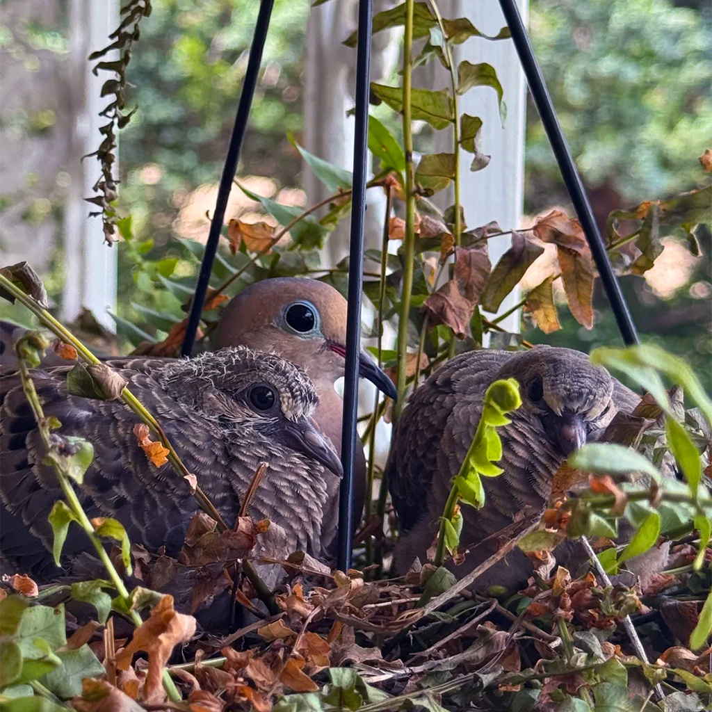 Mourning doves focus on feeding their young, resulting in nests that ...