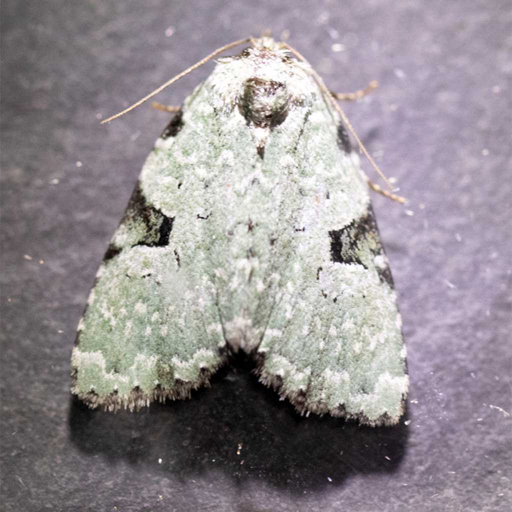 Time to shine some light on a moth myth - Cambridge Day