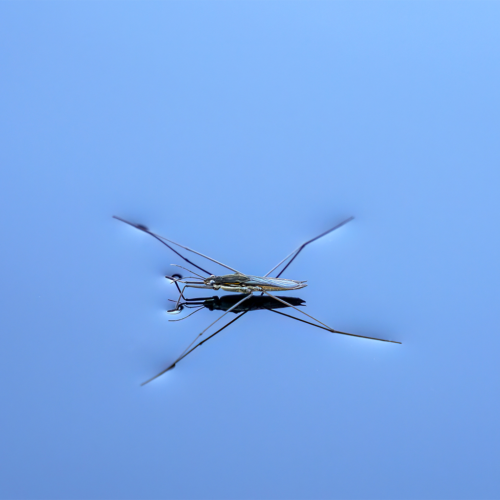 Water striders walk on water or breathe under it, have wild bursts of ...