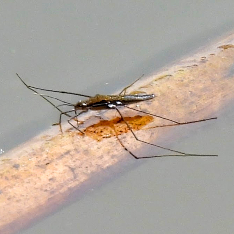 Water striders walk on water or breathe under it, have wild bursts of ...
