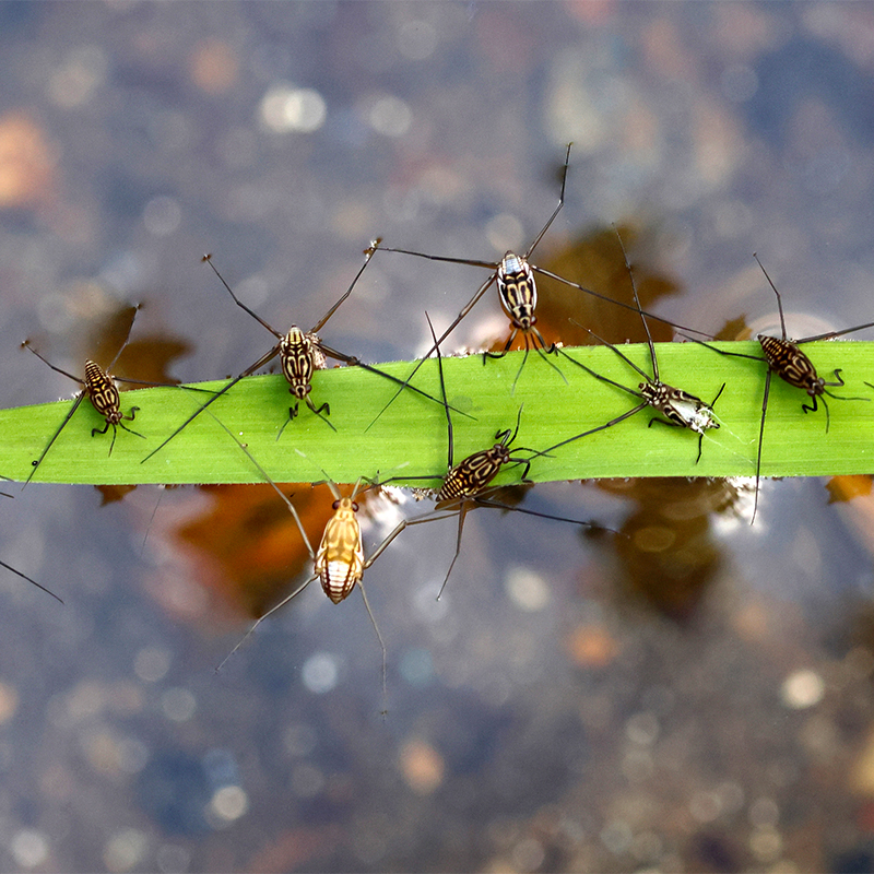Water striders walk on water or breathe under it, have wild bursts of ...