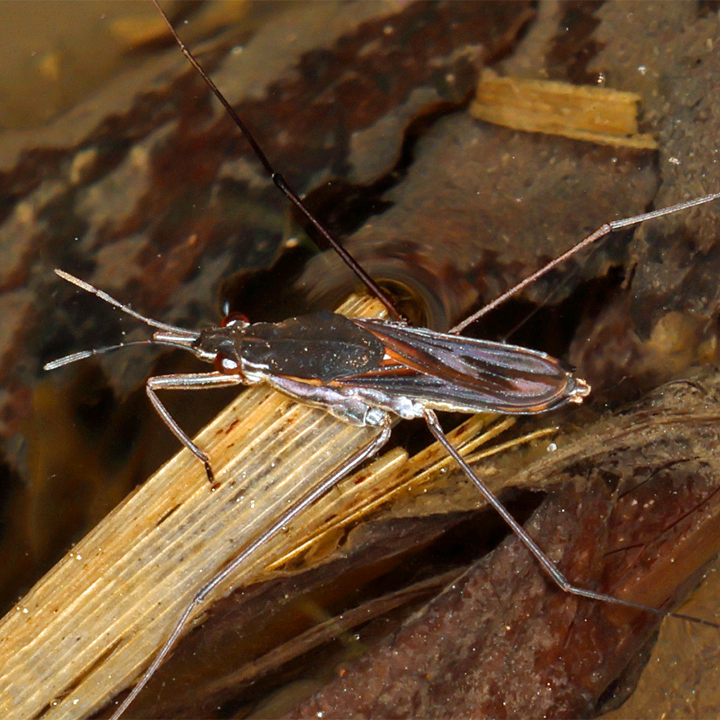 Water striders walk on water or breathe under it, have wild bursts of ...
