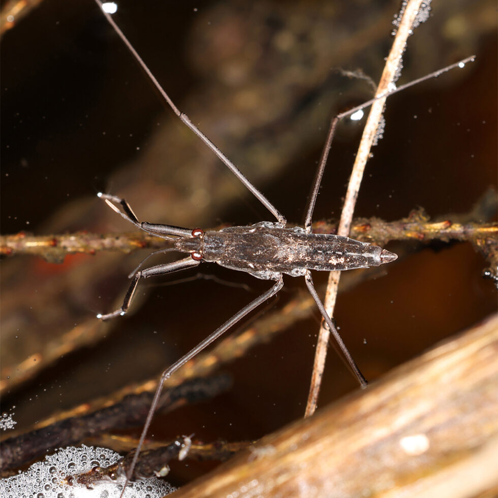 Water striders walk on water or breathe under it, have wild bursts of ...