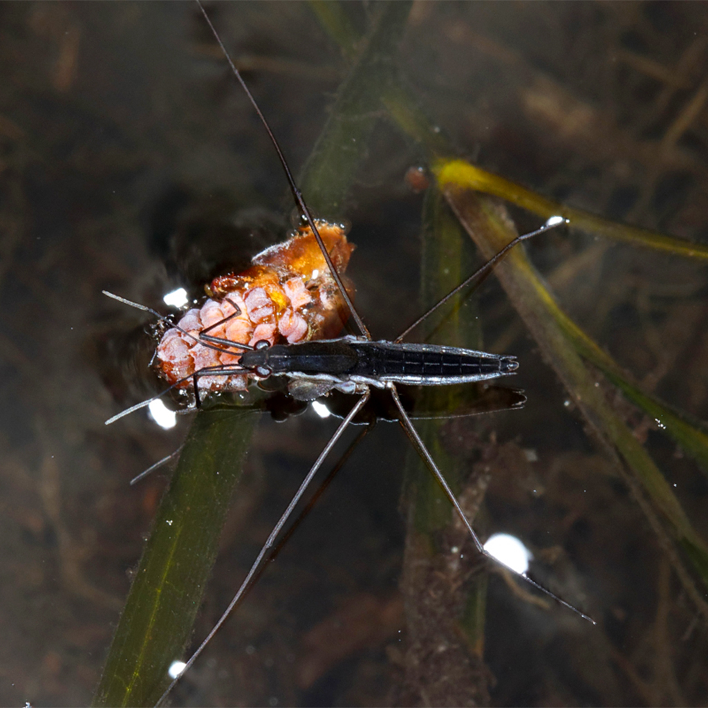 Water striders walk on water or breathe under it, have wild bursts of ...