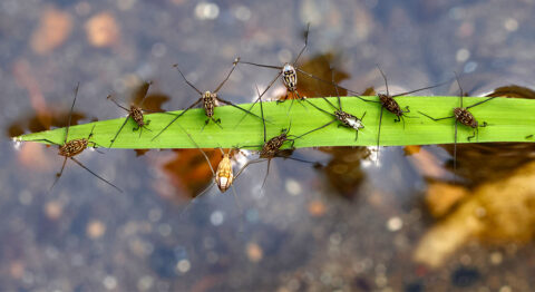 Water striders walk on water or breathe under it, have wild bursts of ...