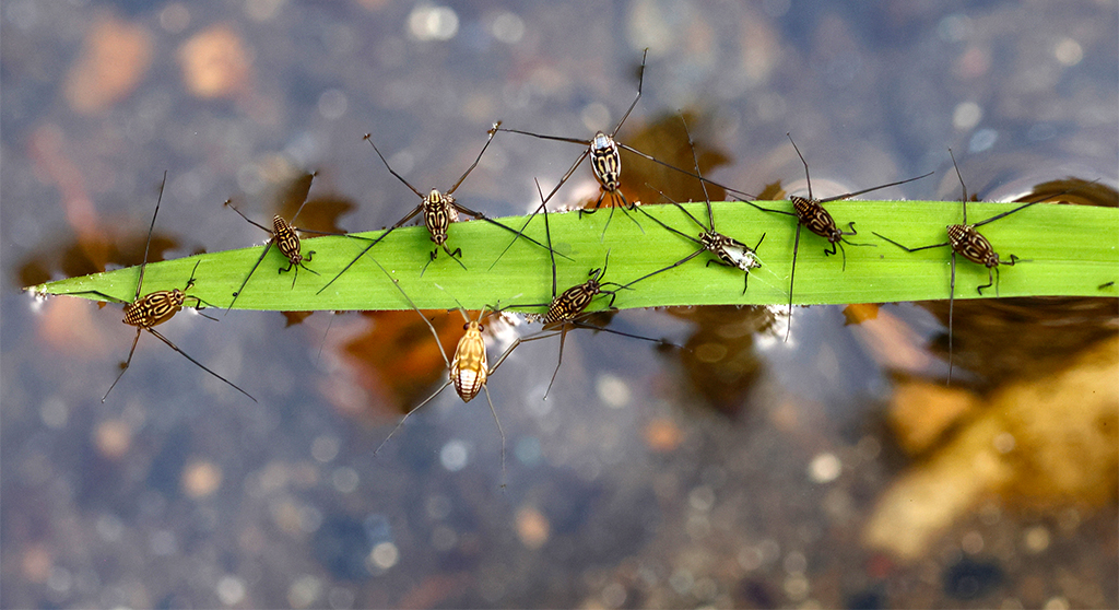 Water striders walk on water or breathe under it, have wild bursts of ...