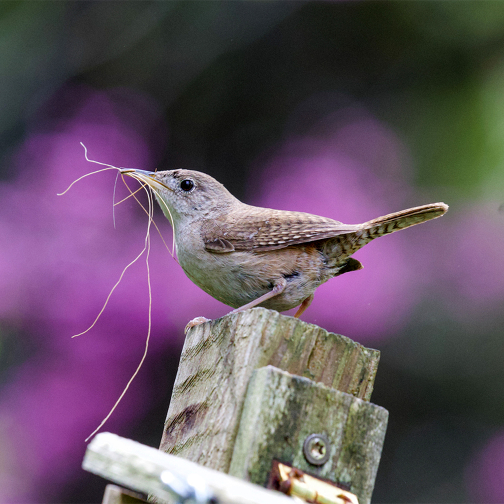 These wrens make themselves at home - Cambridge Day