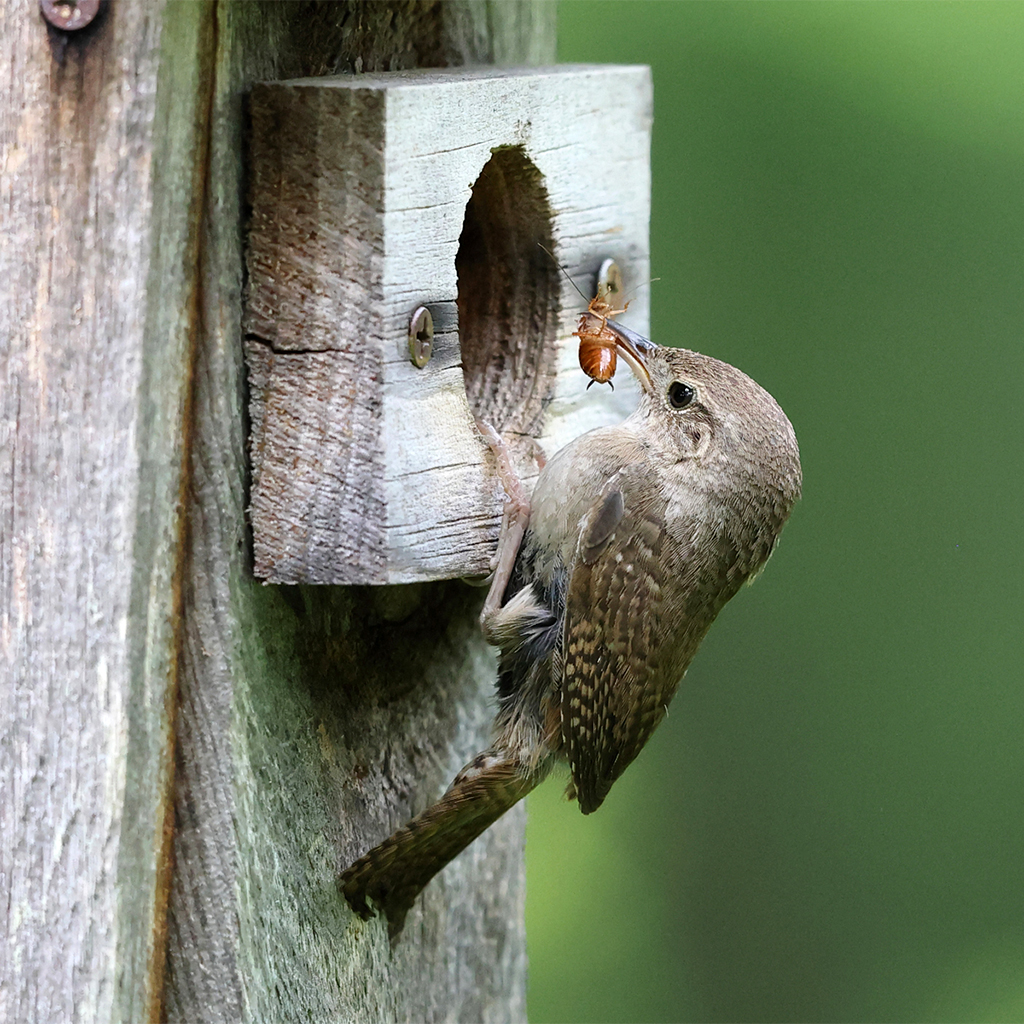 These wrens make themselves at home - Cambridge Day