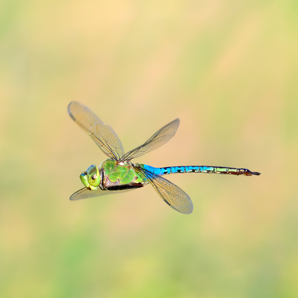 Why are green darners still around into the fall when dragonflies are known as a summer thing ...