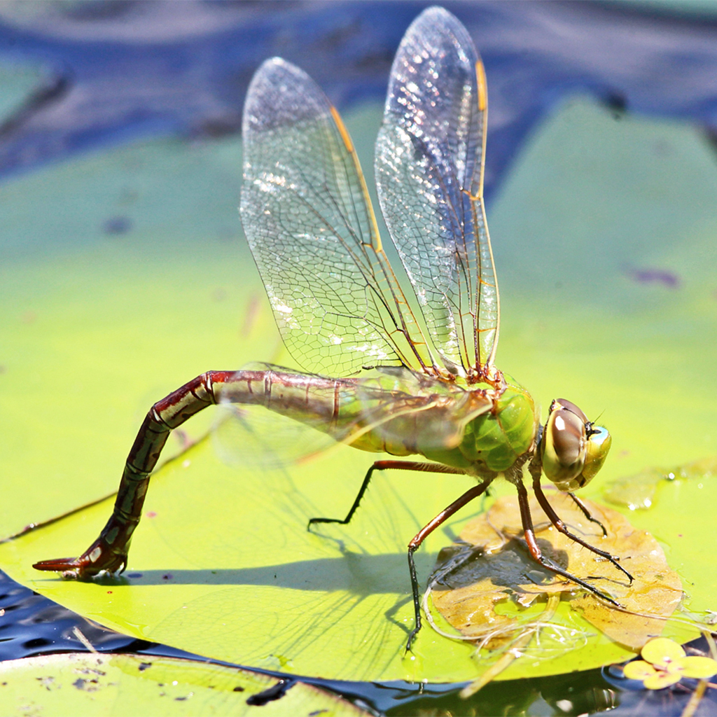 Why are green darners still around into the fall when dragonflies are ...