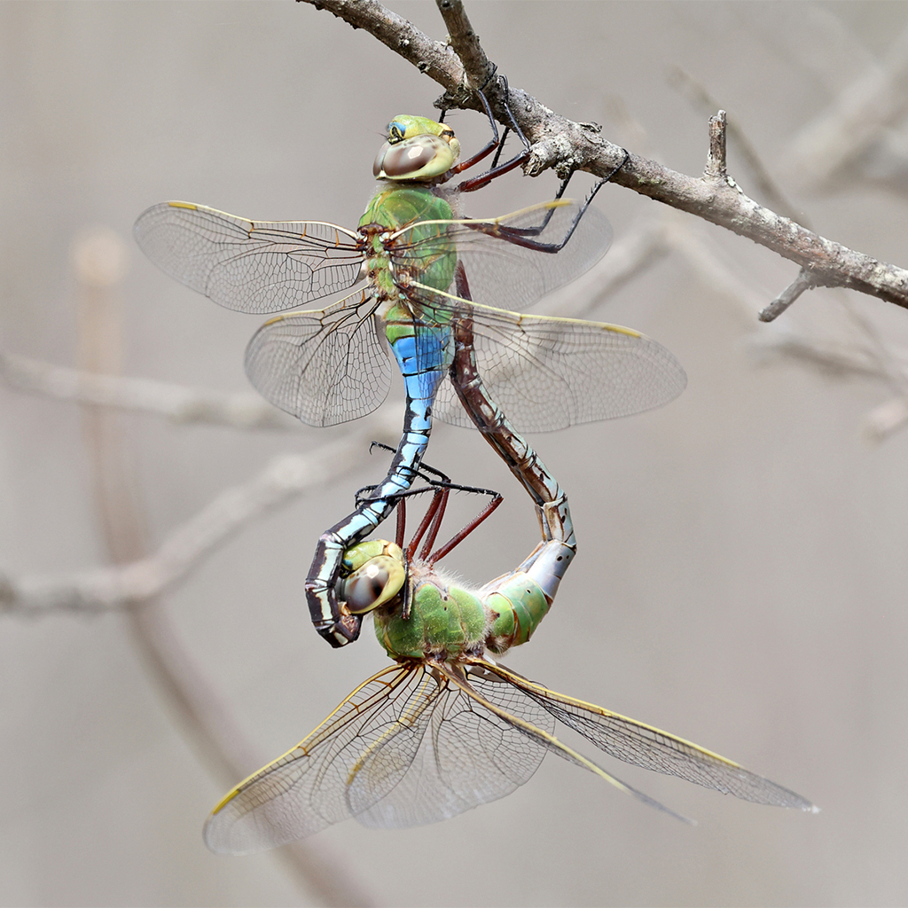 Why are green darners still around into the fall when dragonflies are ...