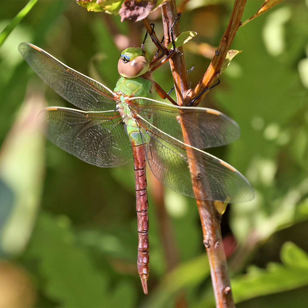 Why are green darners still around into the fall when dragonflies are ...
