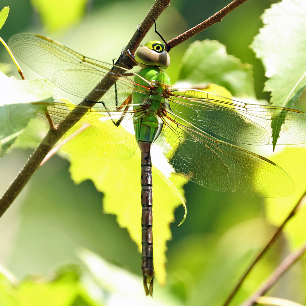 Why are green darners still around into the fall when dragonflies are ...