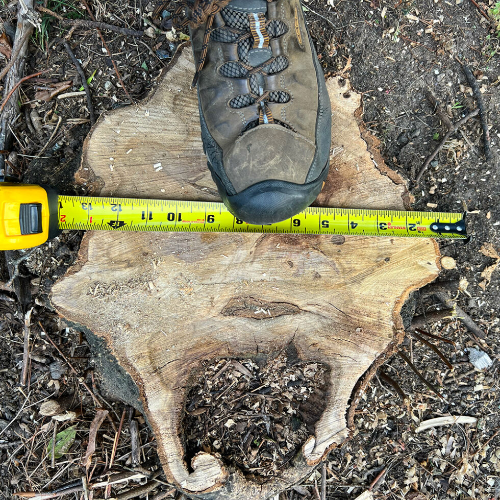 Linear Park work can continue, judge decides, rejecting an injunction ...