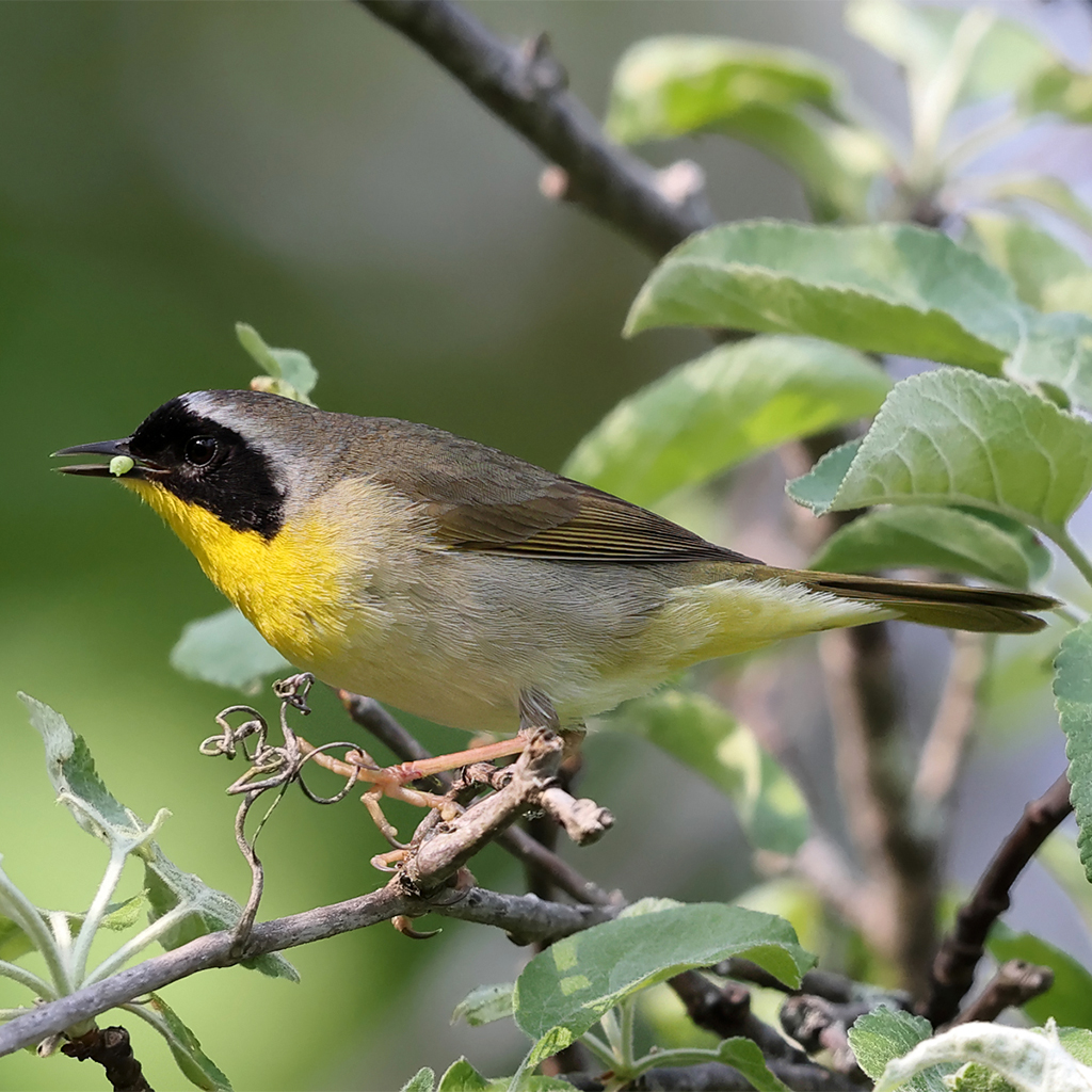 Peak migration is here, and along with it perils for migratory birds ...