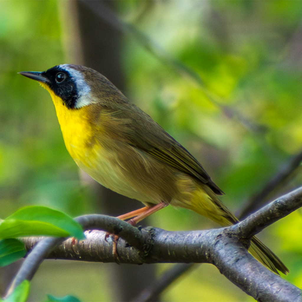 Peak migration is here, and along with it perils for migratory birds such as the common ...