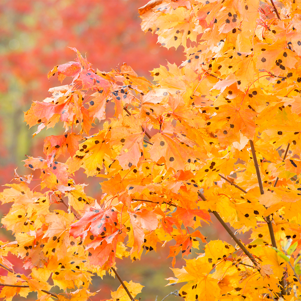 The black spots on maples are a fungus called tar spot, which looks bad ...