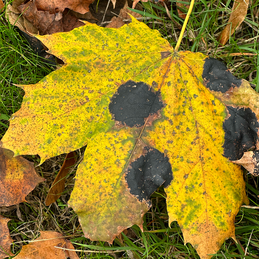 The black spots on maples are a fungus called tar spot, which looks bad ...