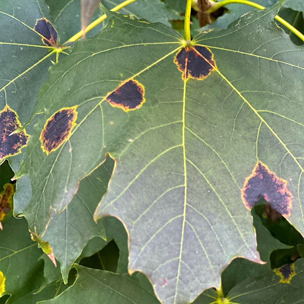 The black spots on maples are a fungus called tar spot, which looks bad ...