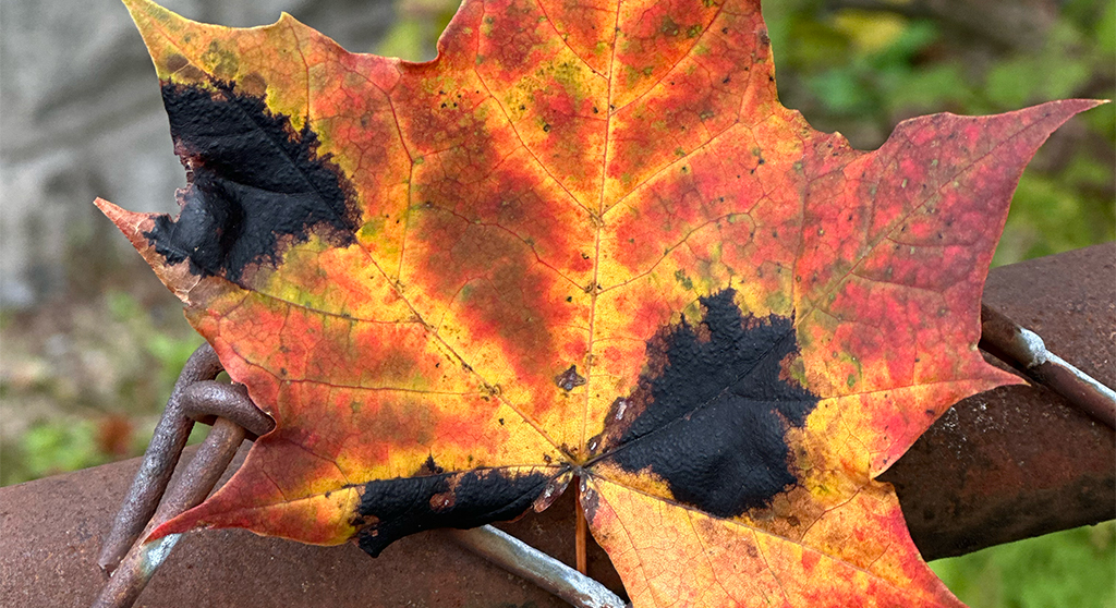 The black spots on maples are a fungus called tar spot, which looks bad ...