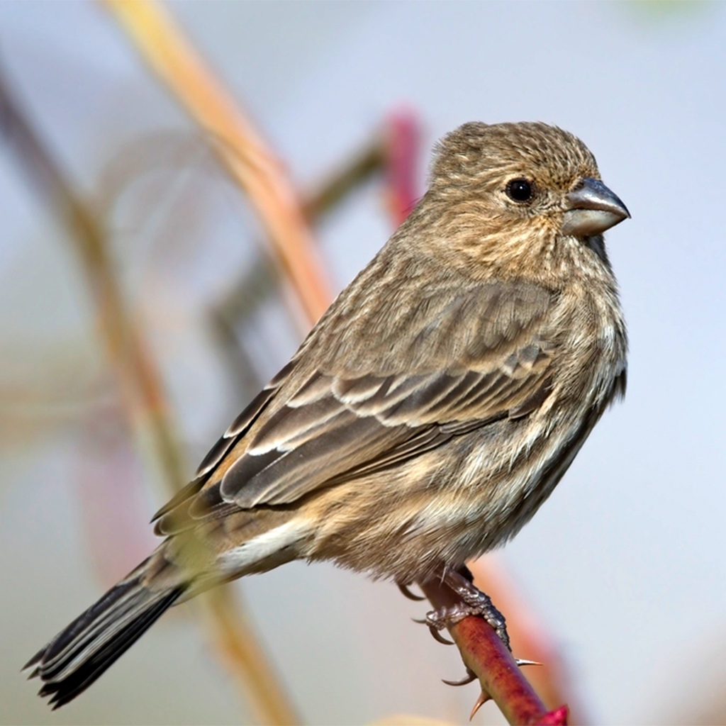 How the house finch came to Massachusetts - Cambridge Day