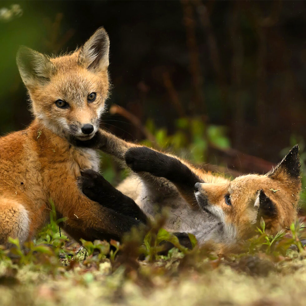 Our city foxes have advantages, which is why there are more around to ...