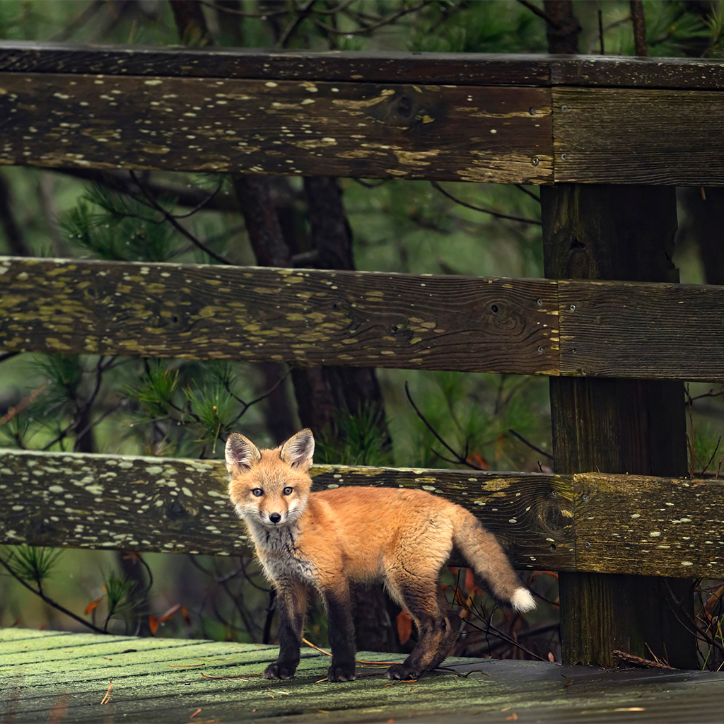 Our city foxes have advantages, which is why there are more around to ...