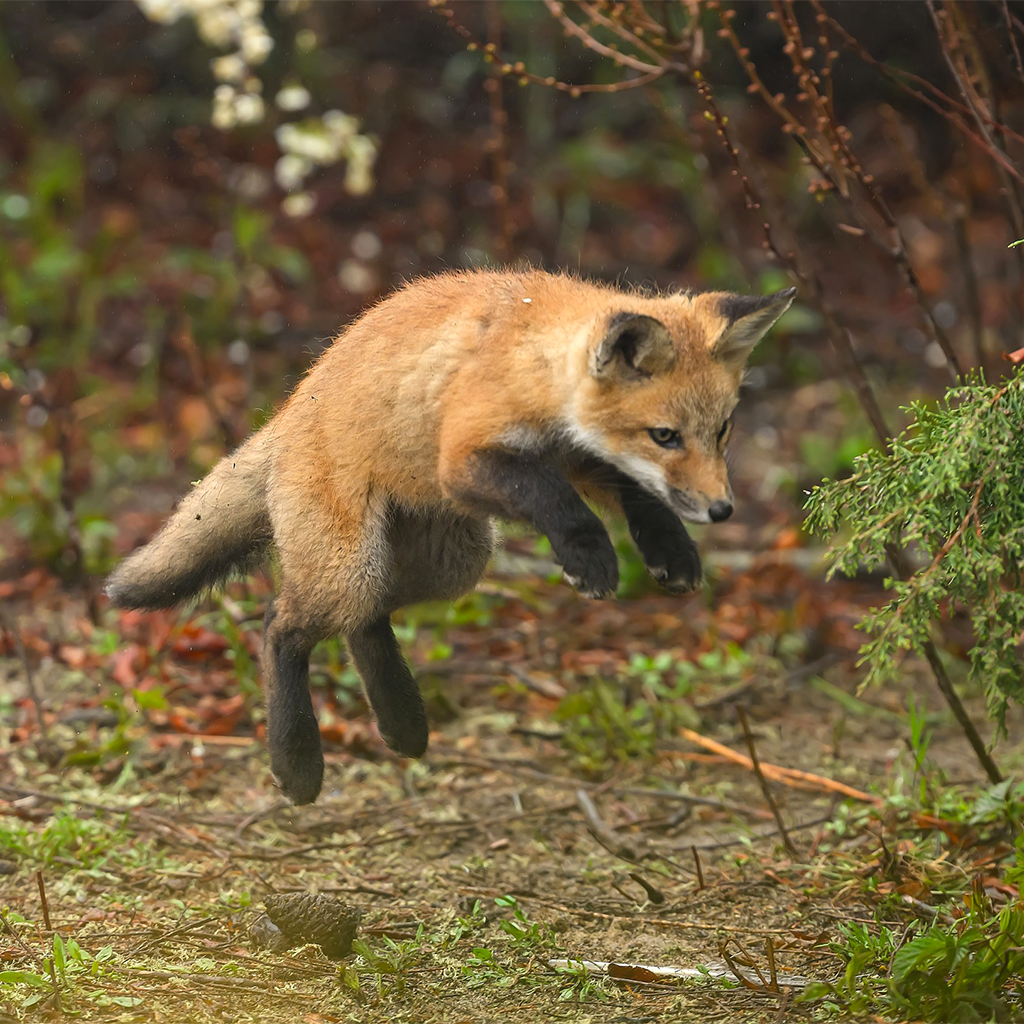 Our city foxes have advantages, which is why there are more around to ...