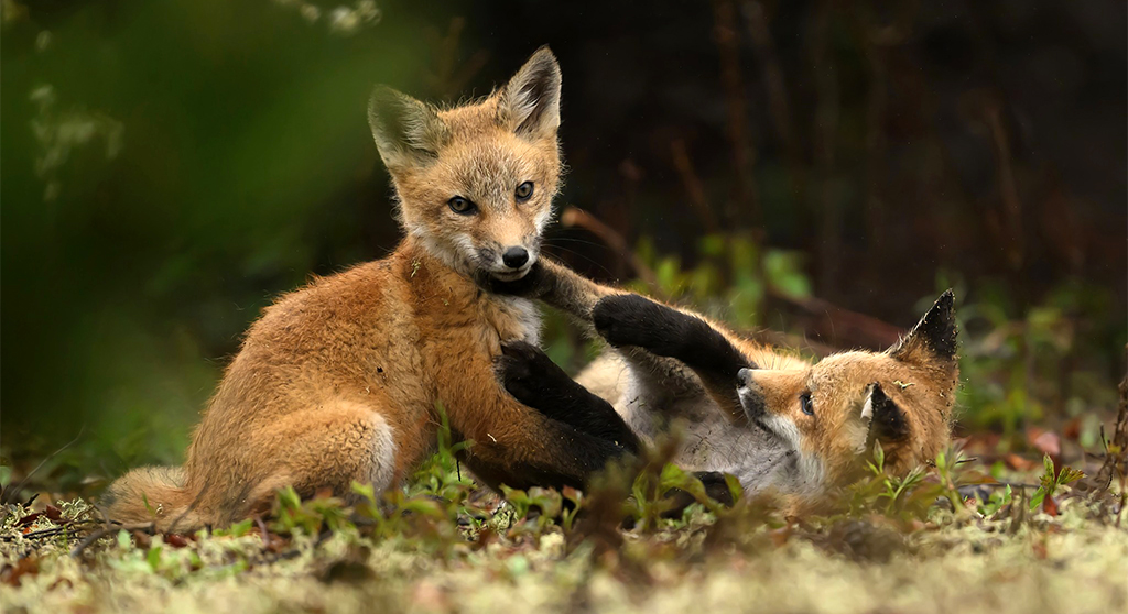 Our city foxes have advantages, which is why there are more around to ...