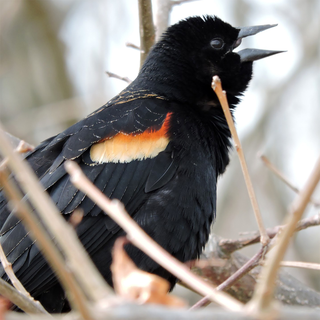 Why four and 20 blackbirds were baked in a pie and more amazing facts ...