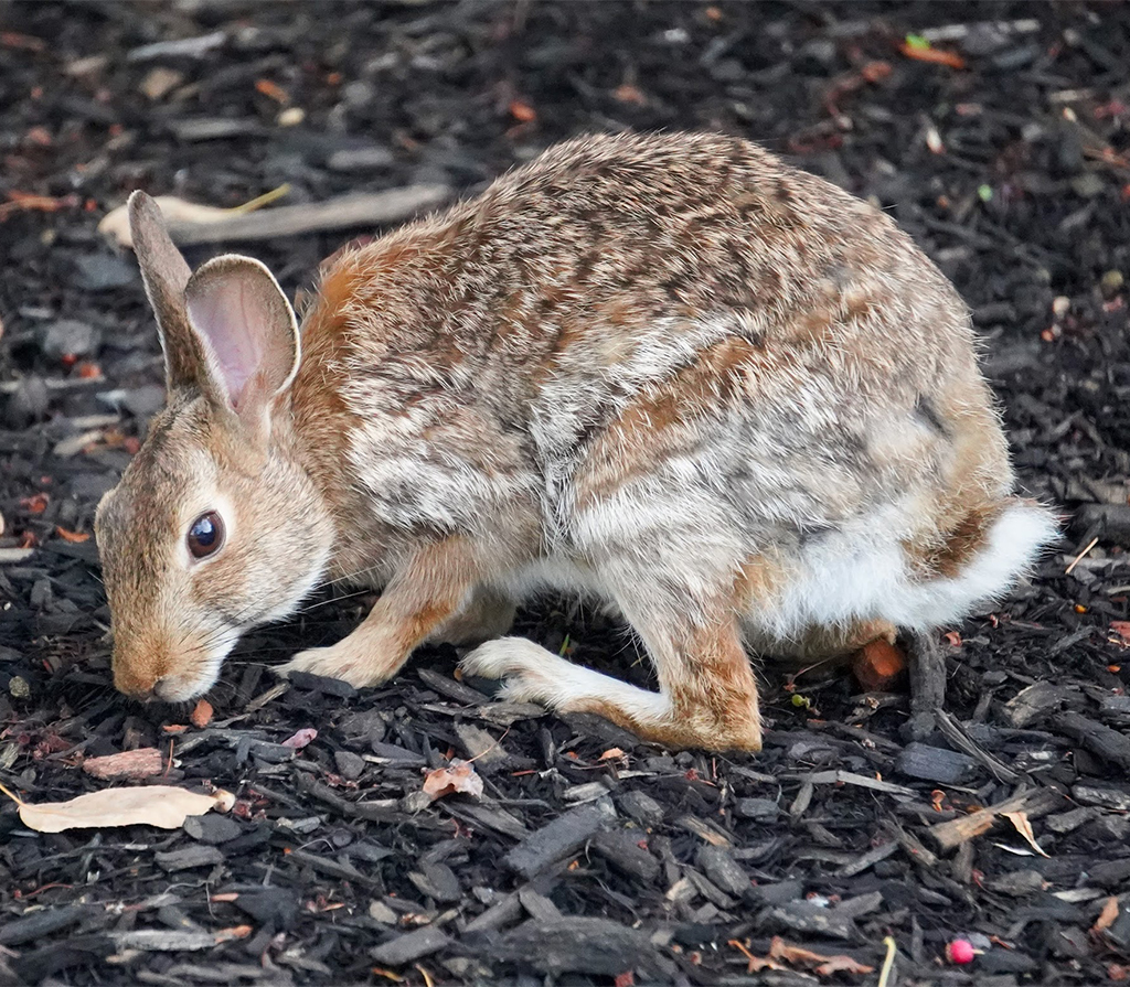The ugly black spots on rabbits may be botflies, parasites that get ...