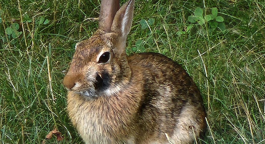 The ugly black spots on rabbits may be botflies, parasites that get ...