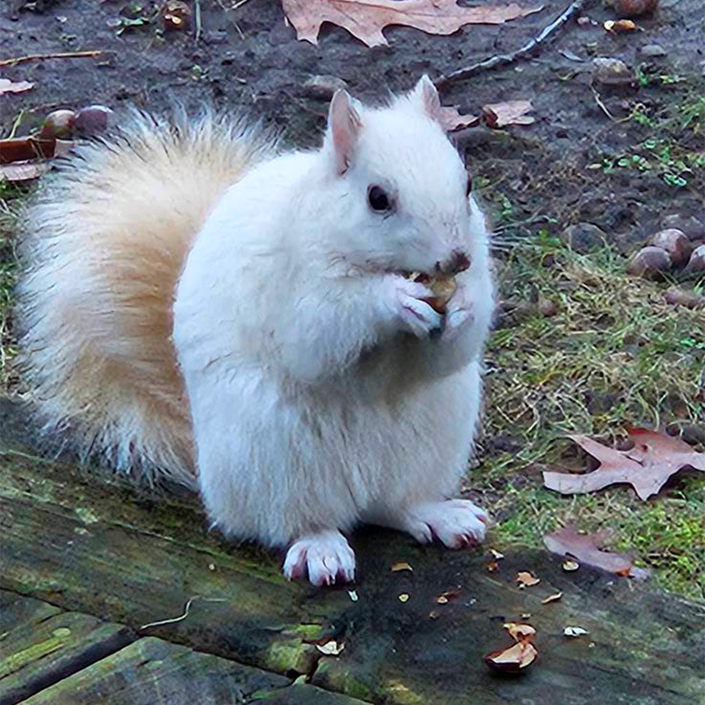 About the white squirrels we're seeing, which have taken a beneficial ...