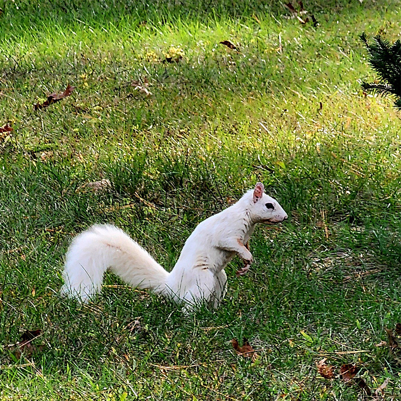 About the white squirrels we're seeing, which have taken a beneficial ...