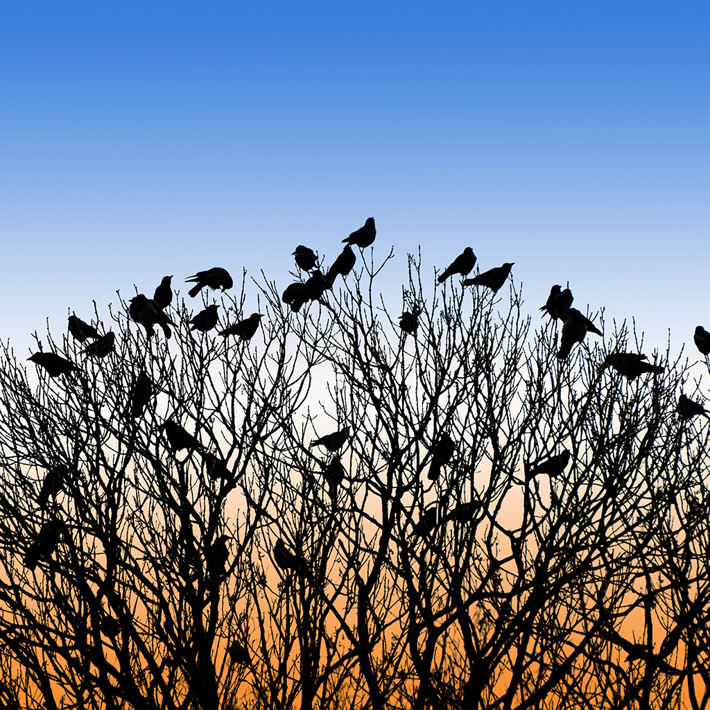 When crows are roosters, cities grumble - Cambridge Day