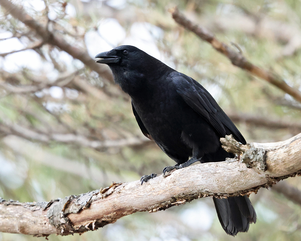 When crows are roosters, cities grumble - Cambridge Day
