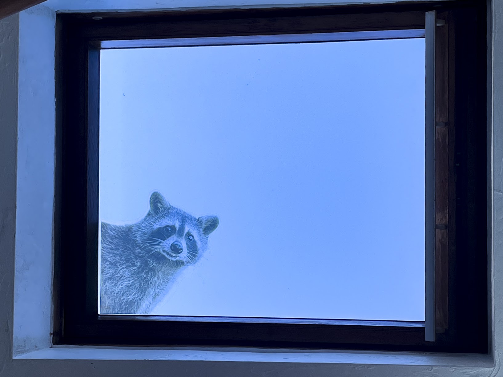 Raccoons are becoming domestic animals, but not yet pets - Cambridge Day