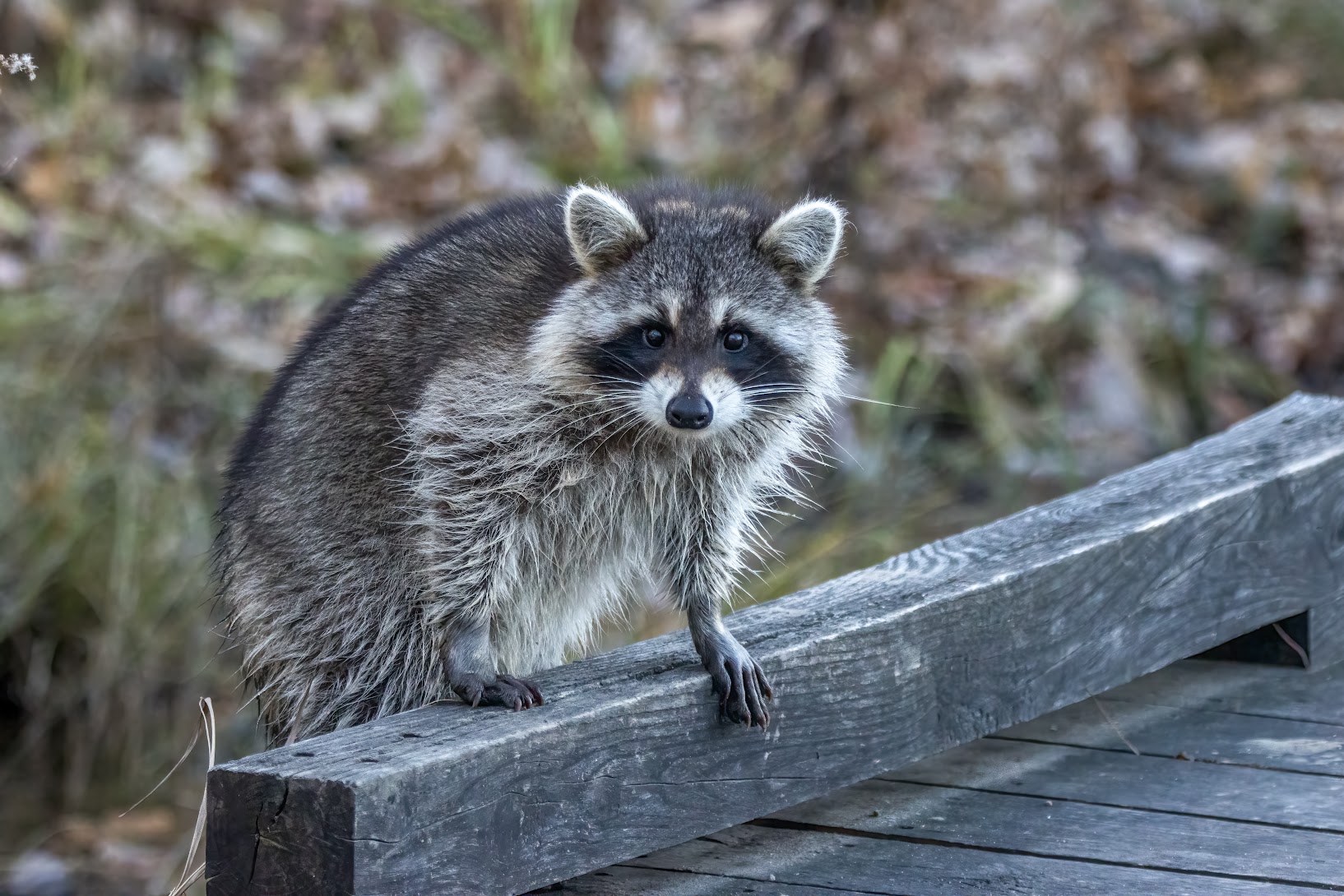 Raccoons are becoming domestic animals, but not yet pets - Cambridge Day