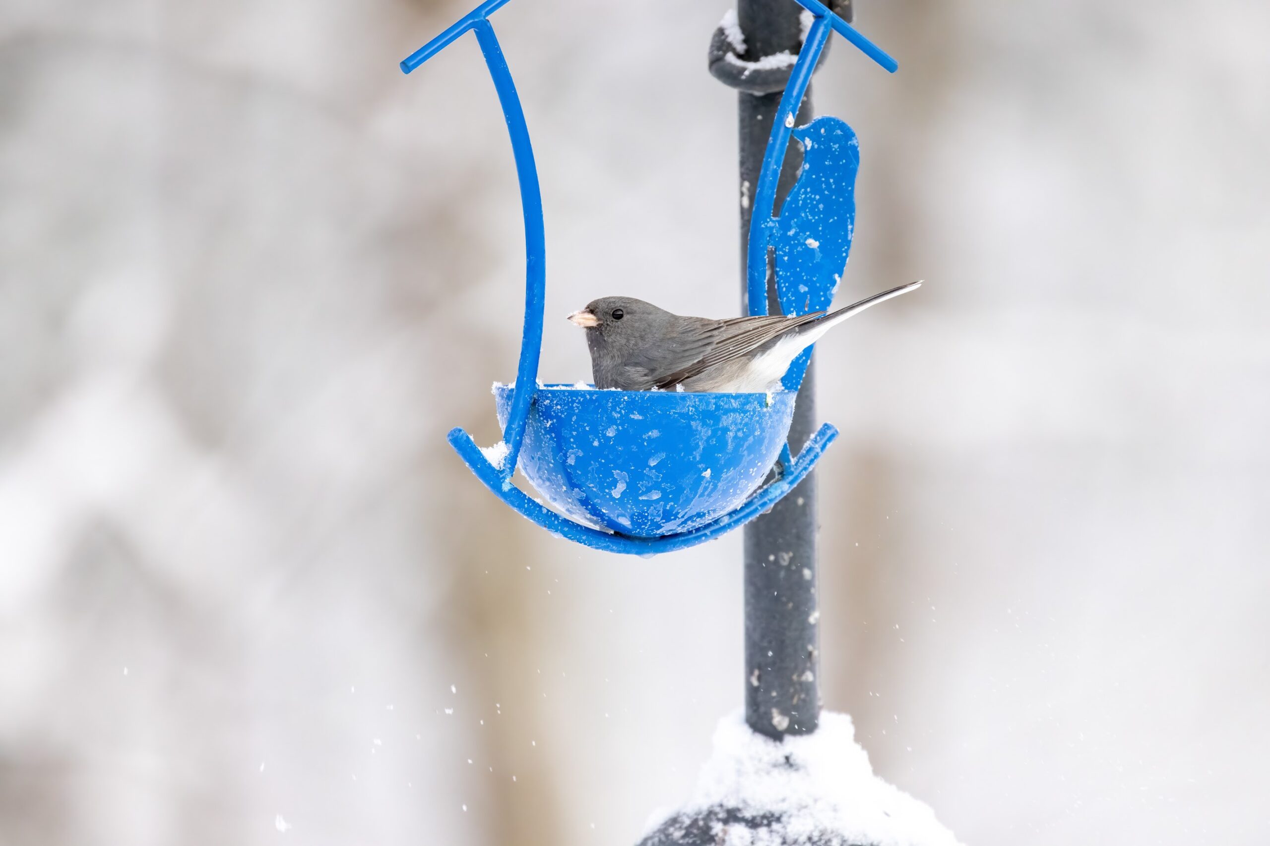 Dark-eyed juncos - Cambridge Day