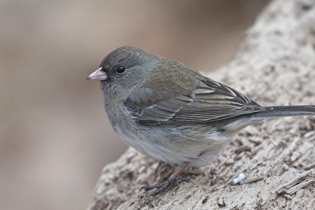 Dark-eyed juncos - Cambridge Day