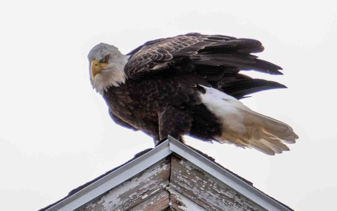 A 'birds-eye view' of bird vision and recognition - Cambridge Day