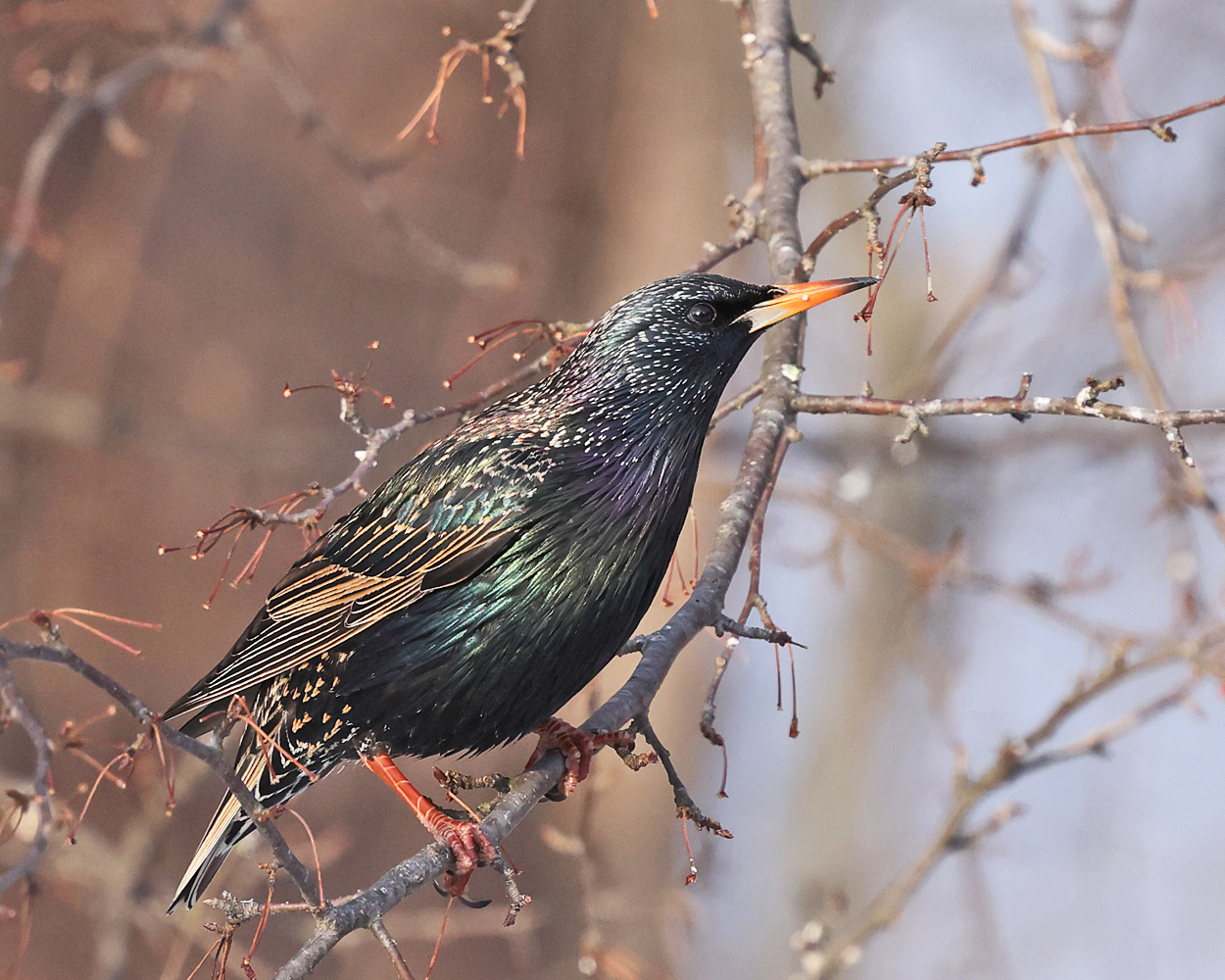 A 'birds-eye view' of bird vision and recognition - Cambridge Day
